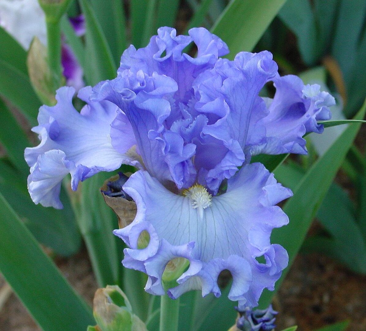 Iris Photo Gallery - 2004 Iris Photos